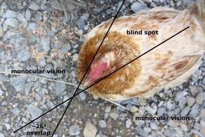 Do Chickens Have Full Color Vision? - Backyard Poultry